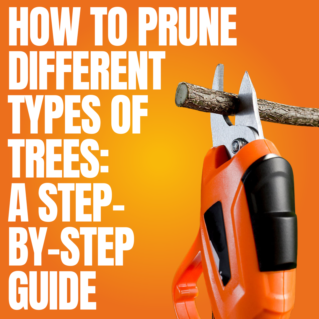 How to Prune Different Types of Trees: A Step-by-Step Guide ...